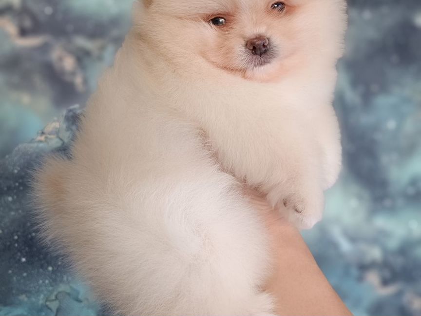 Шикарный голубоглазик