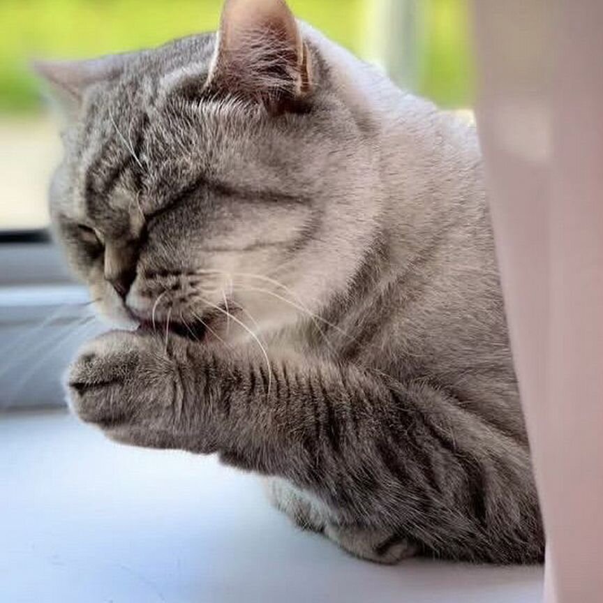 Кошки породистые