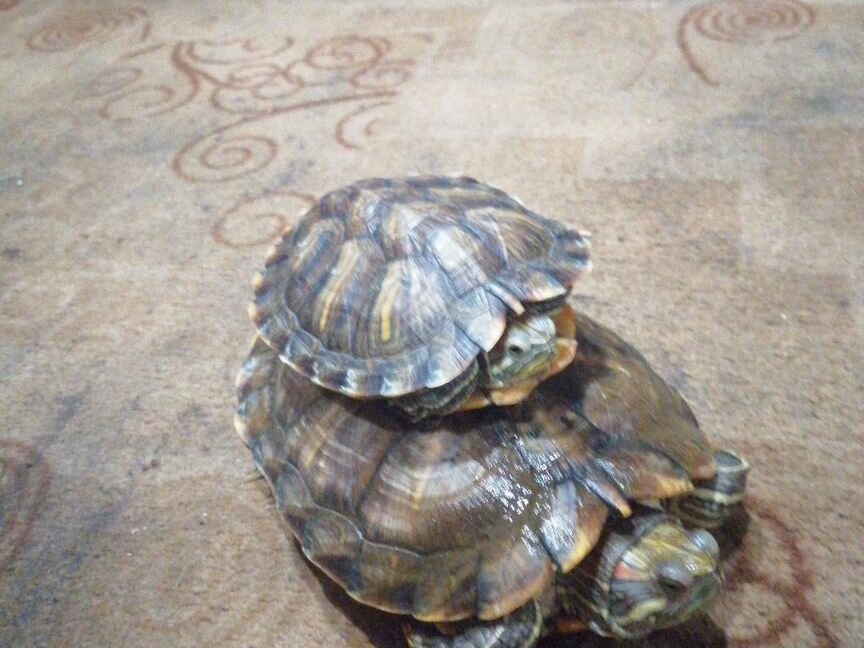 Отдам бесплатно