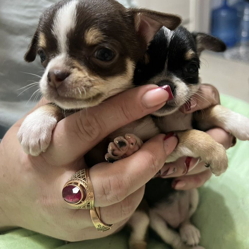 Чихуахуа мини девочка