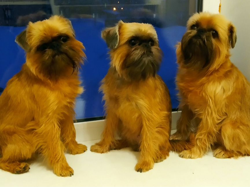 Брюссельский гриффон