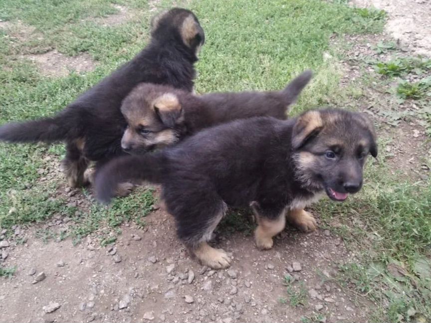 Немецкая овчарка щенки