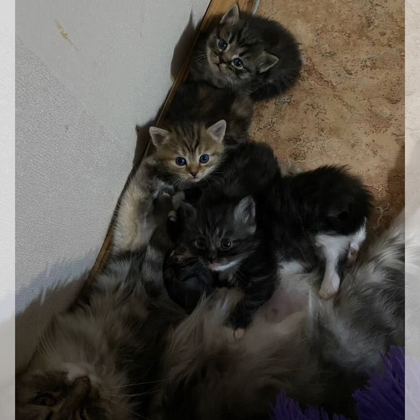 Американский длинношёрстный котёнок