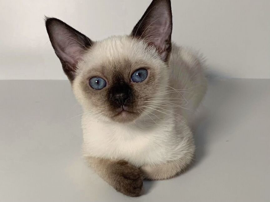 Тайские котята