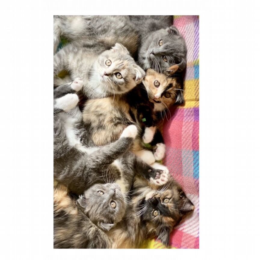 Шотландские вислоухие котята
