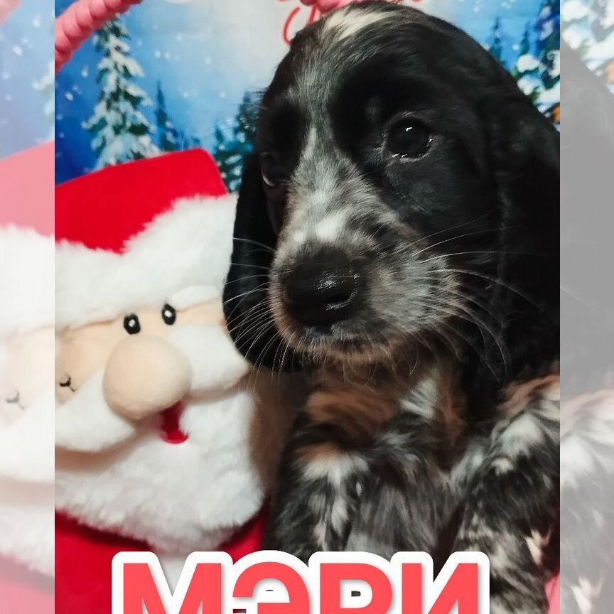 Русский охотничий спаниель, щенок