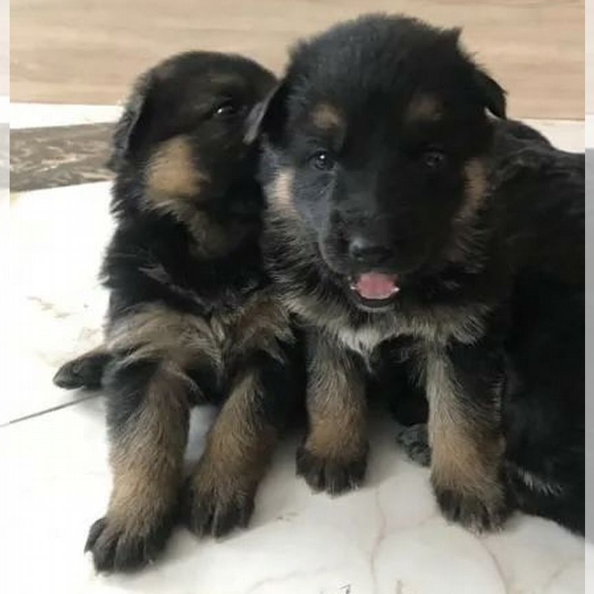 Немецкая овчарка, щенок