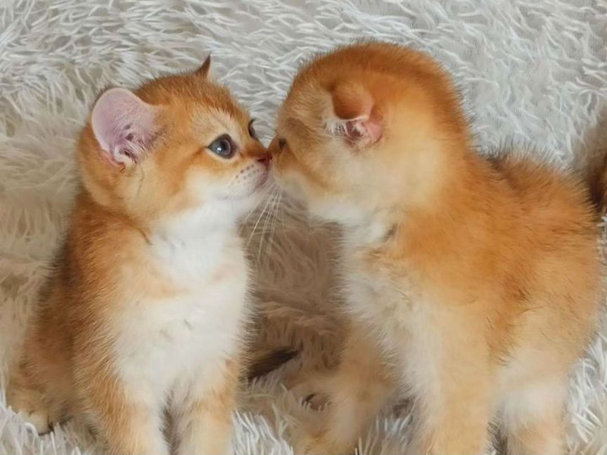 Яркие Золотые малыши