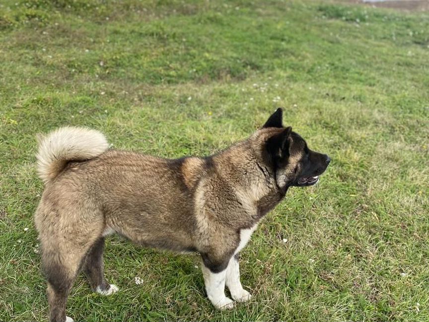 Американская Акита -1 годик