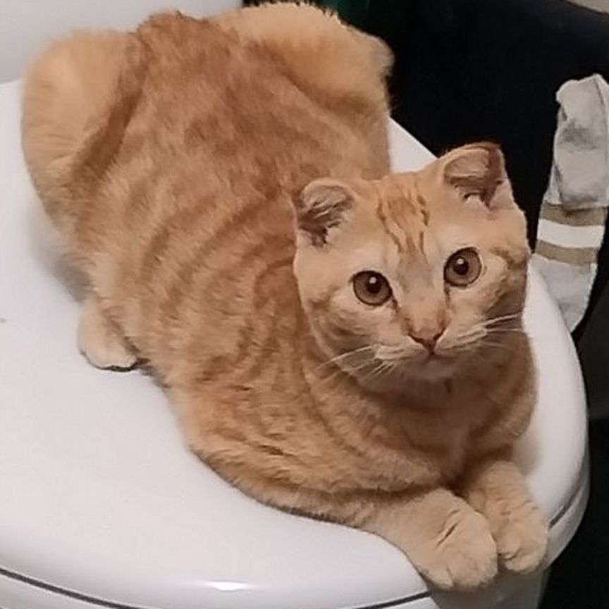 Шотландский вислоухий короткошёрстный котёнок