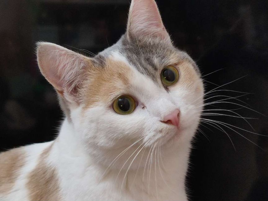 Кошечка Сисиль ищет дом