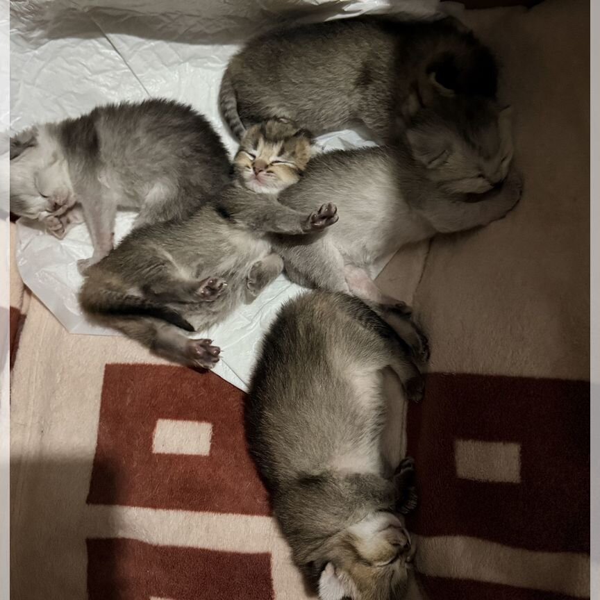 Шотландский вислоухий короткошёрстный котёнок