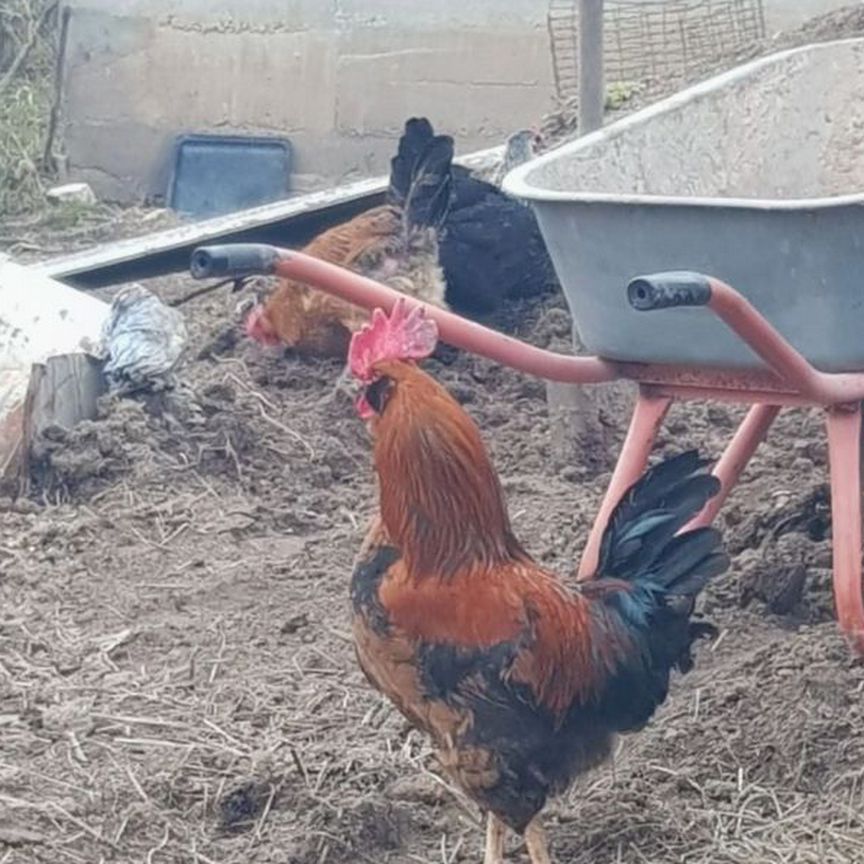 Молодые петухи