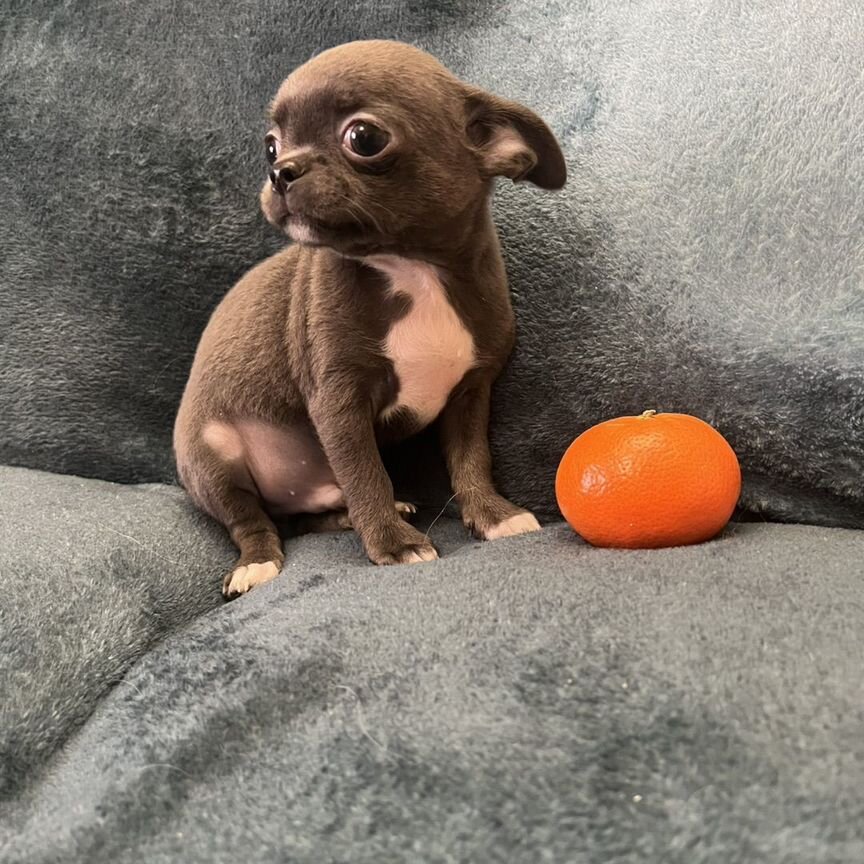 Чихуахуа, щенок