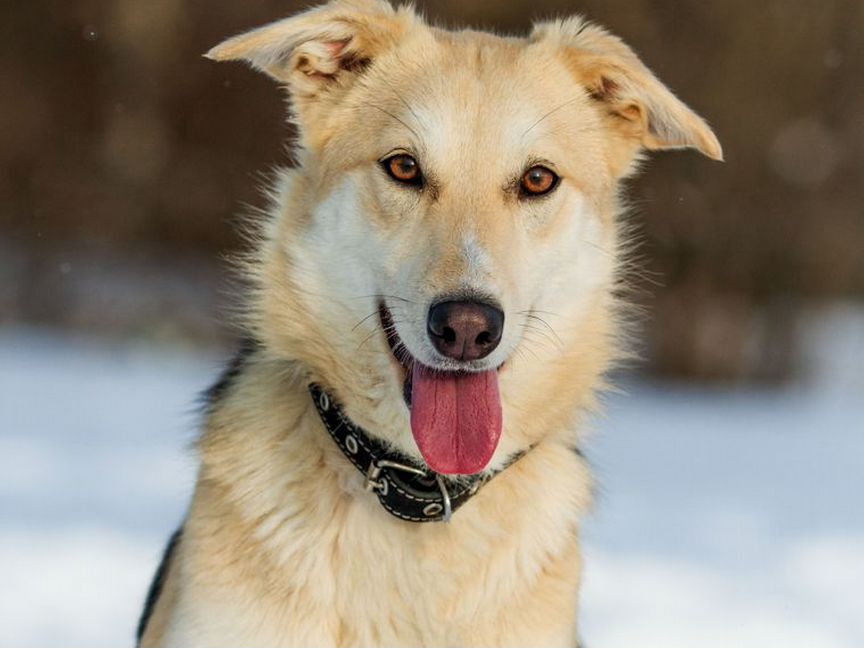 Хэппи - собака для семьи с детьми. Некрупная