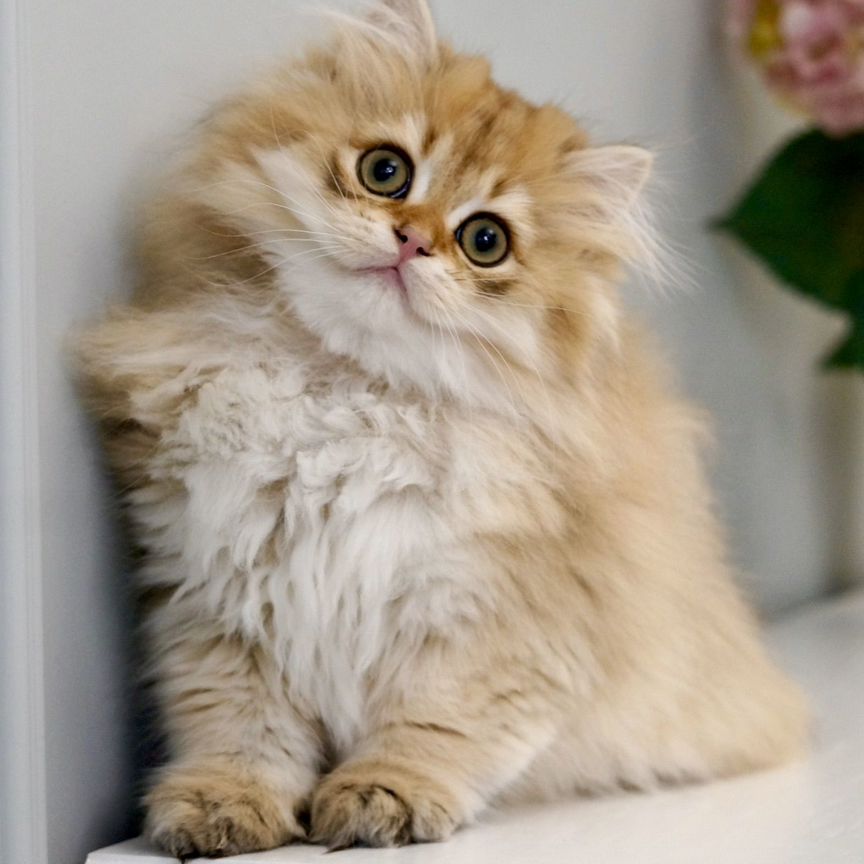 Британская золотая шиншилла