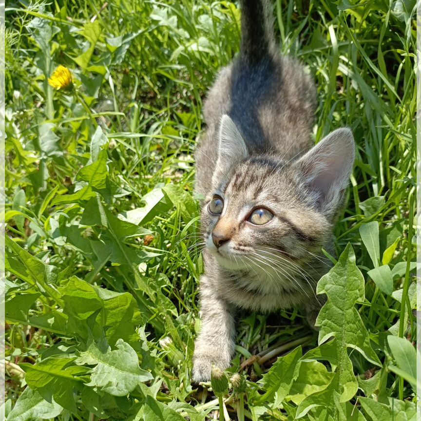 Котята в добрые руки бесплатно