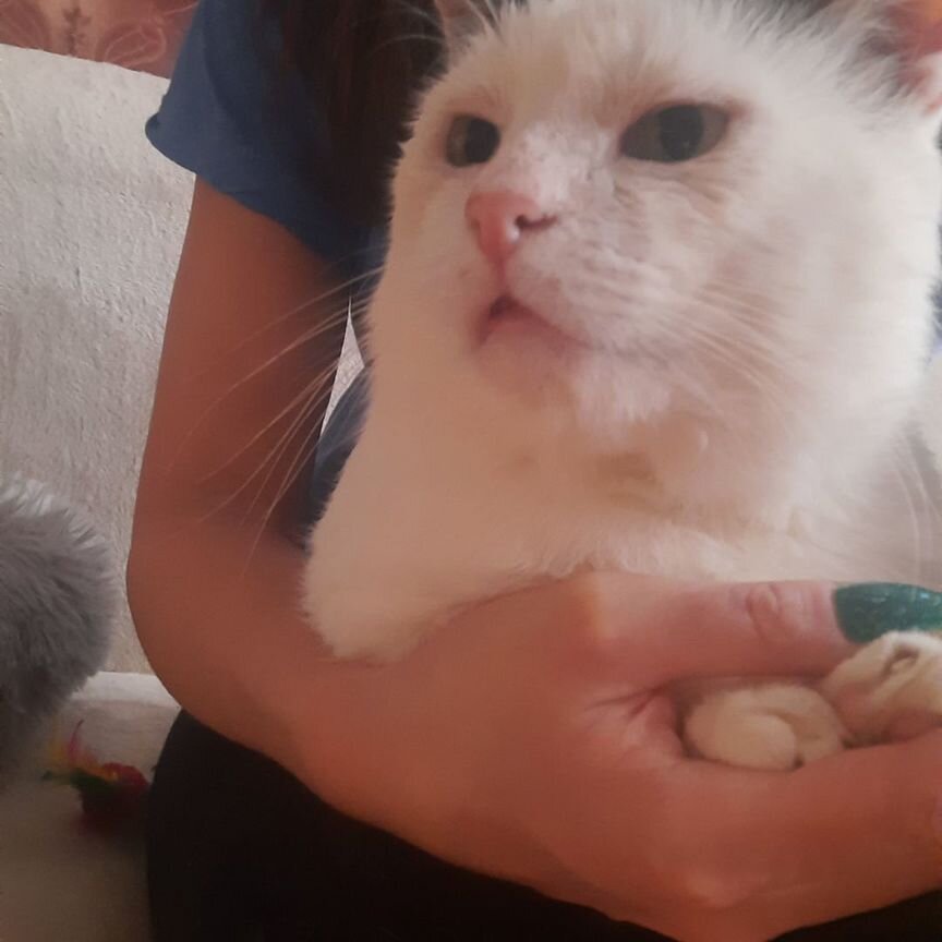 Котик в добрые руки