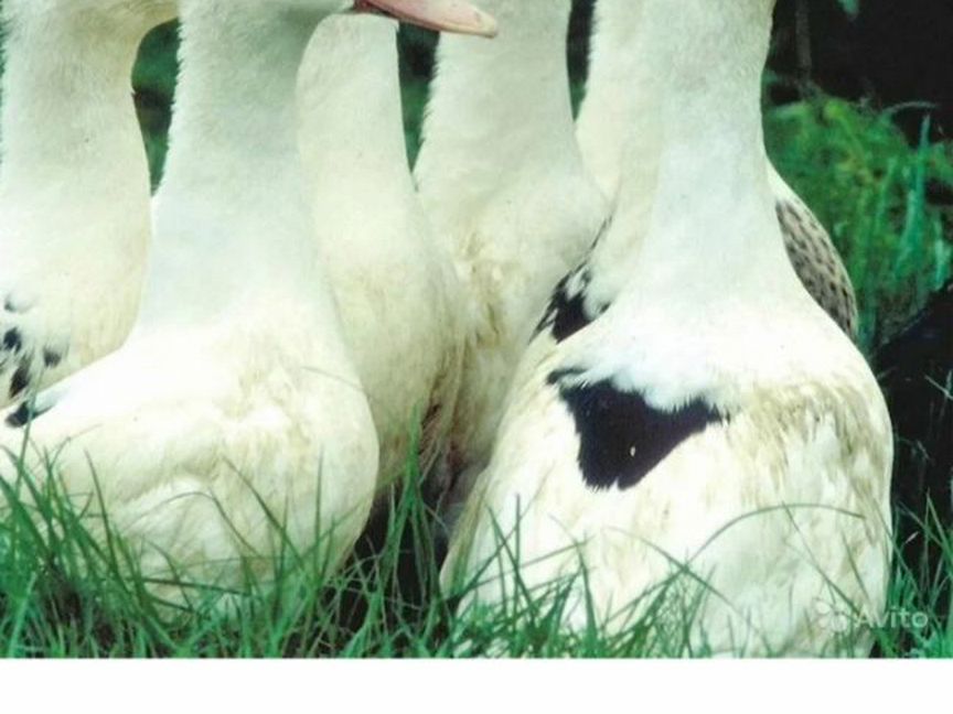 Продаются 3-месячные утята