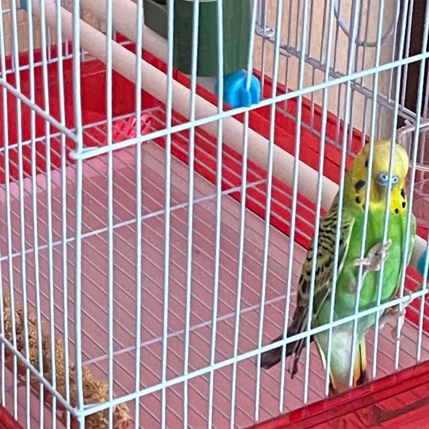 Волнистый попугай с клеткой