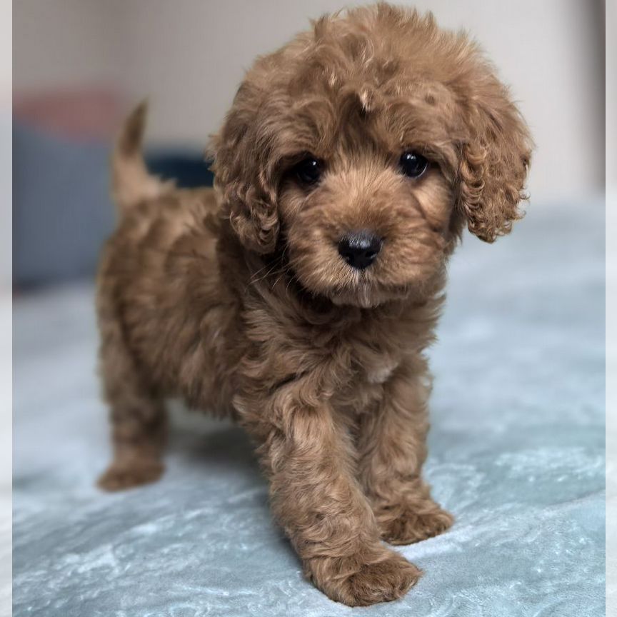 Кавапу, щенок