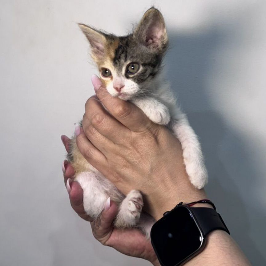 Канадский сфинкс котёнок