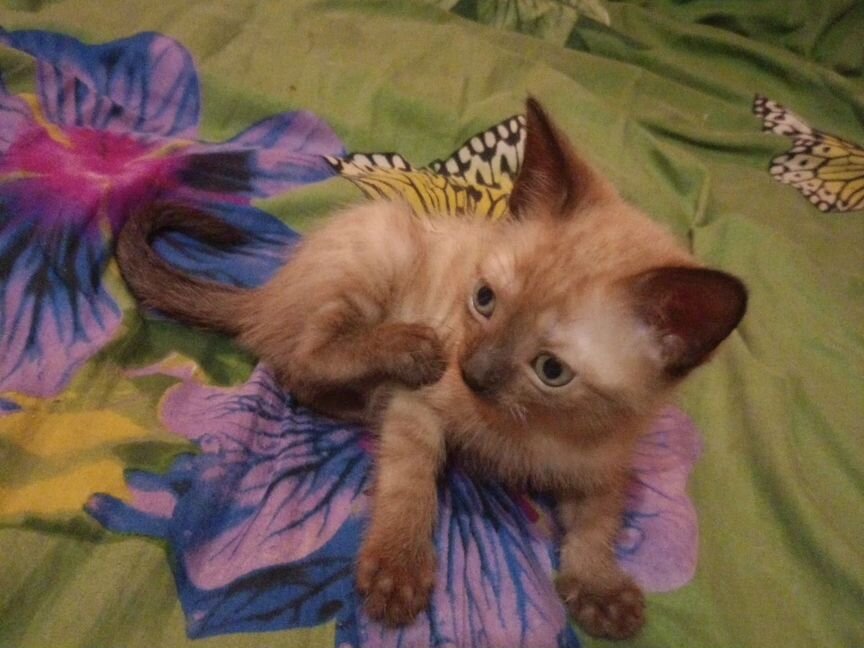 Котëнок