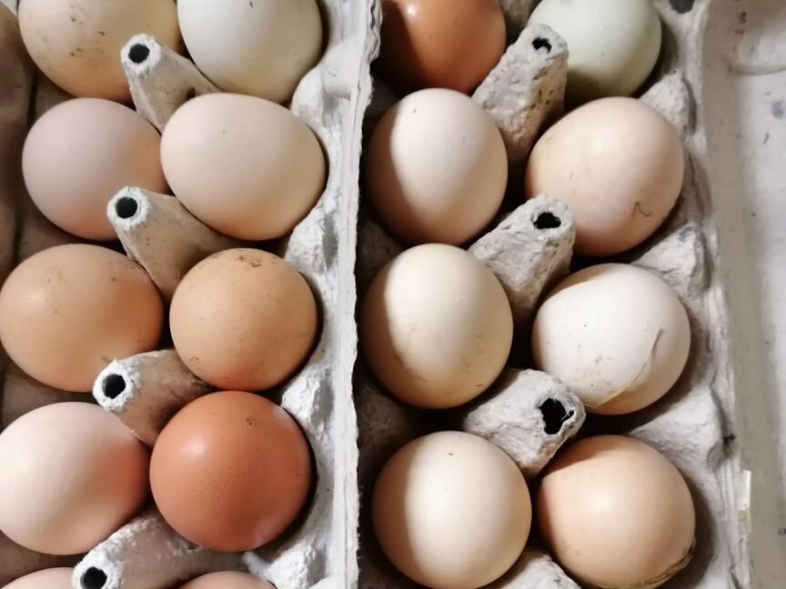 Домашние куриные яйца