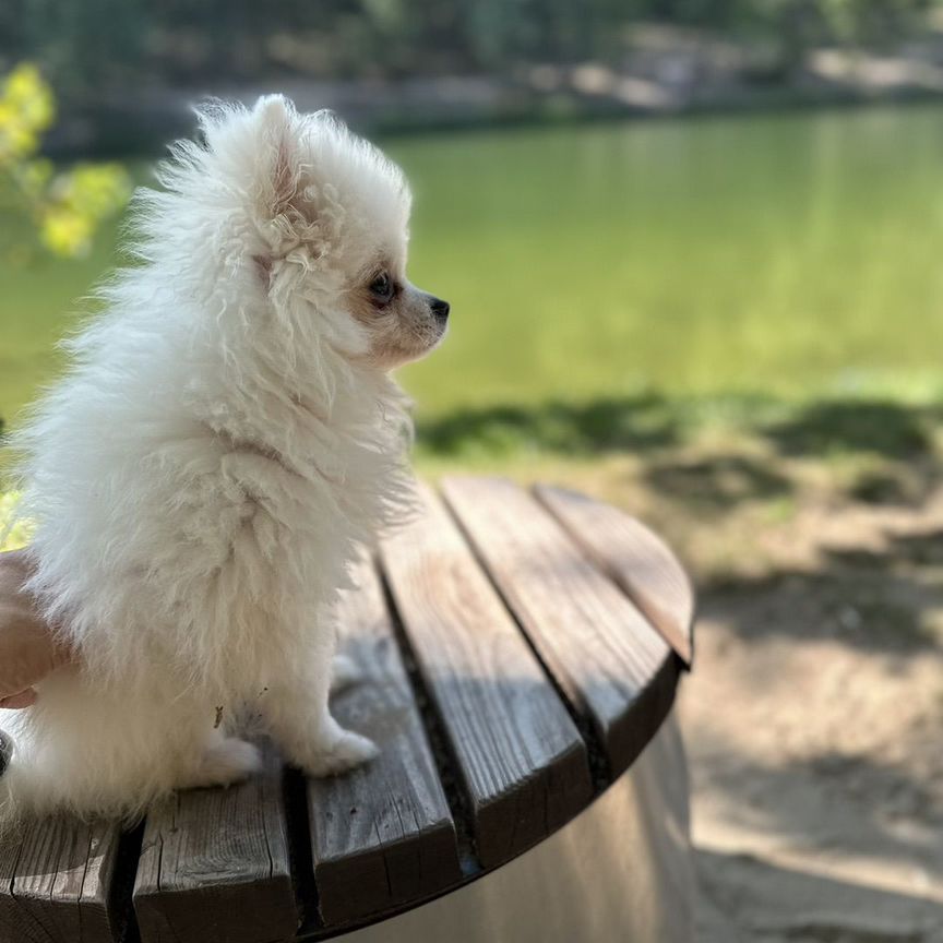 Померанский шпиц 11 мес