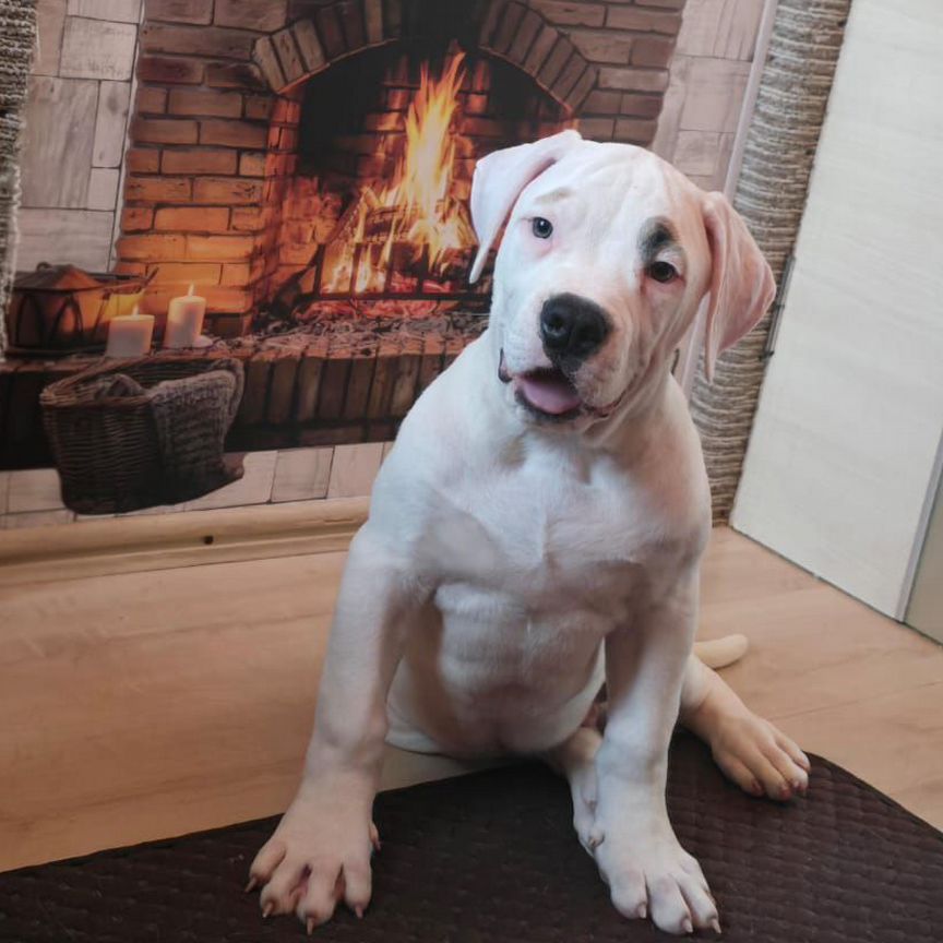 Американский бульдог, щенок