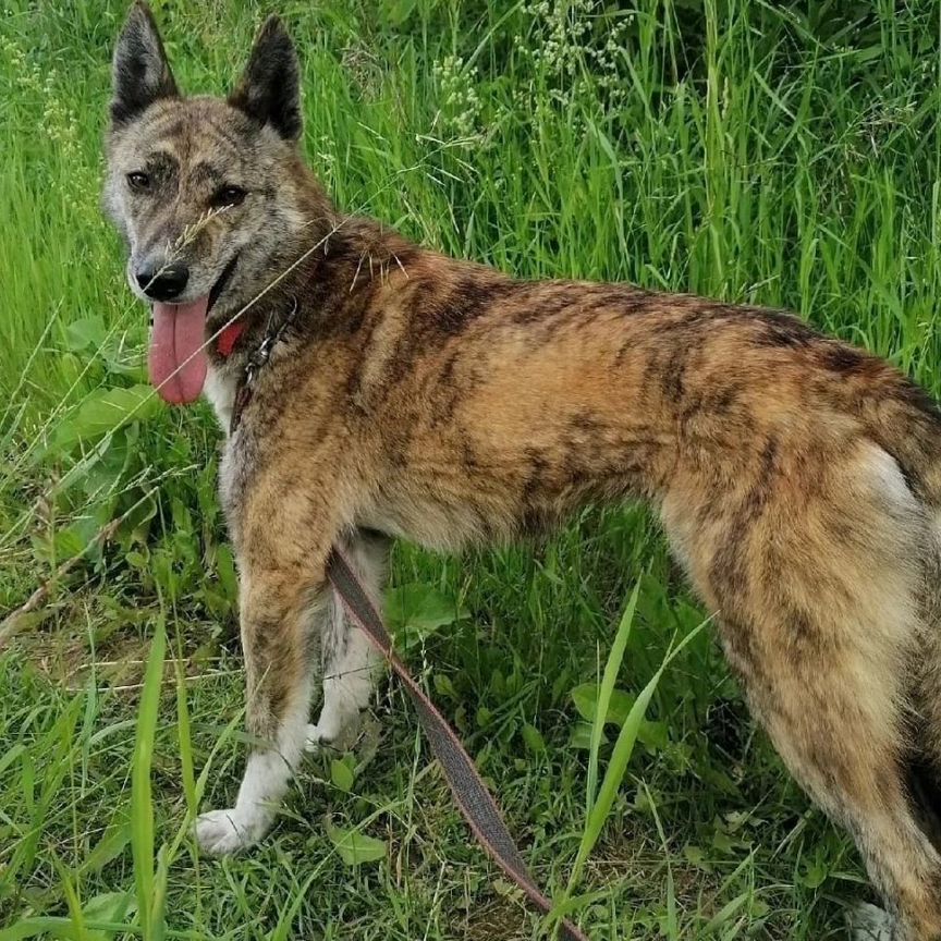 Взрослая собака в добрые руки