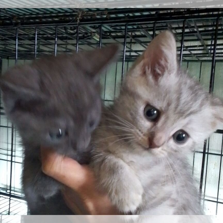 Котята Шотландия.Британия