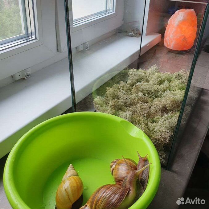 Улитки ахатины с аквариумом