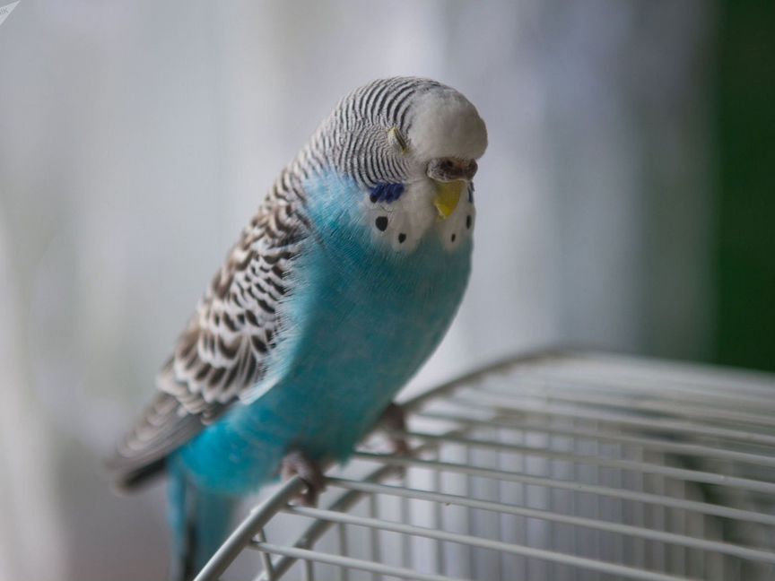 Волнистый попугай девочка