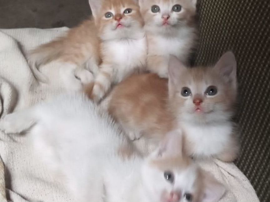 Котята сибирской кошки