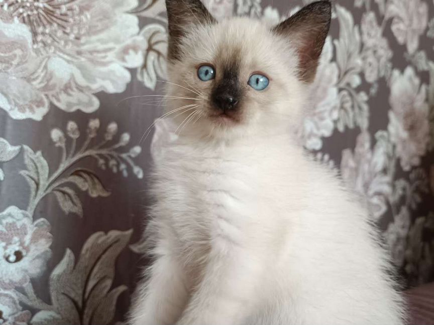 Тайский котенок в добрые руки