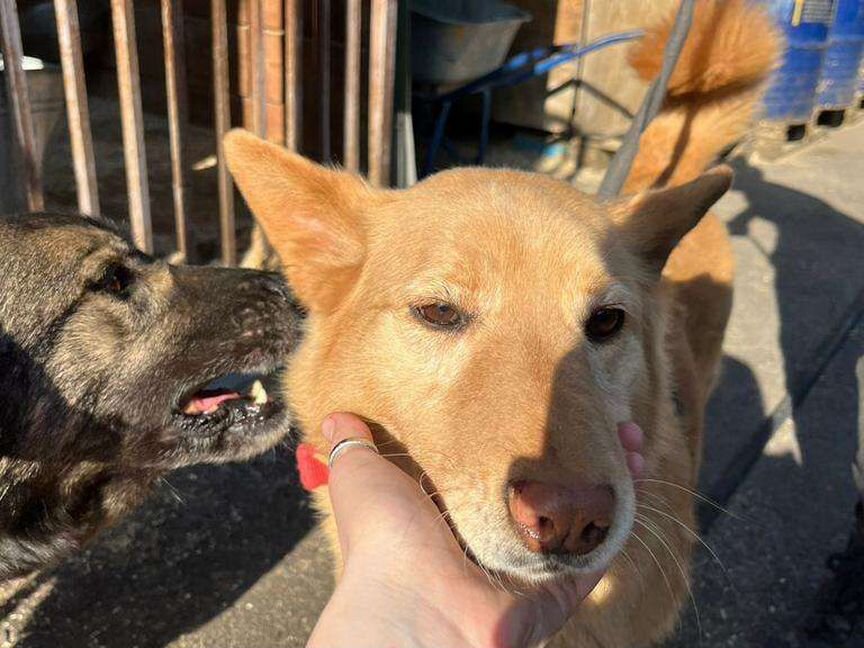 Плюшевая собака из приюта ищет дом