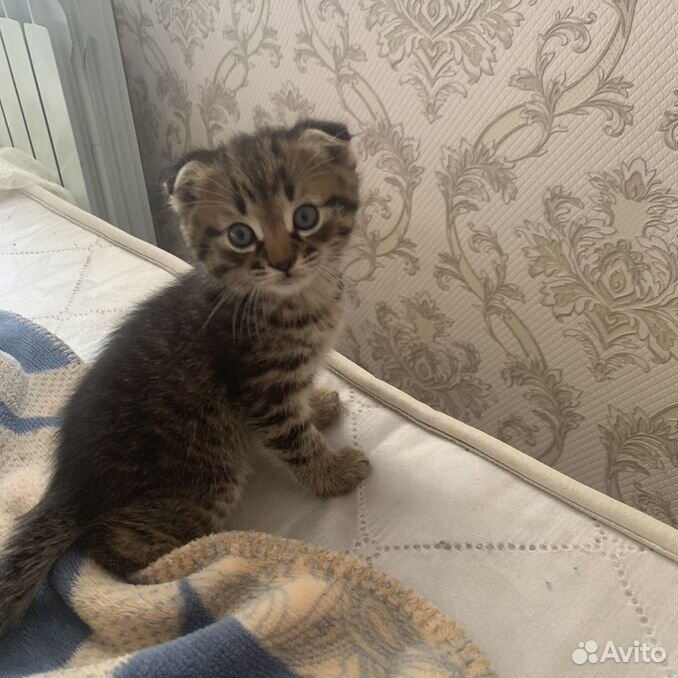 Веслоухий котёнок