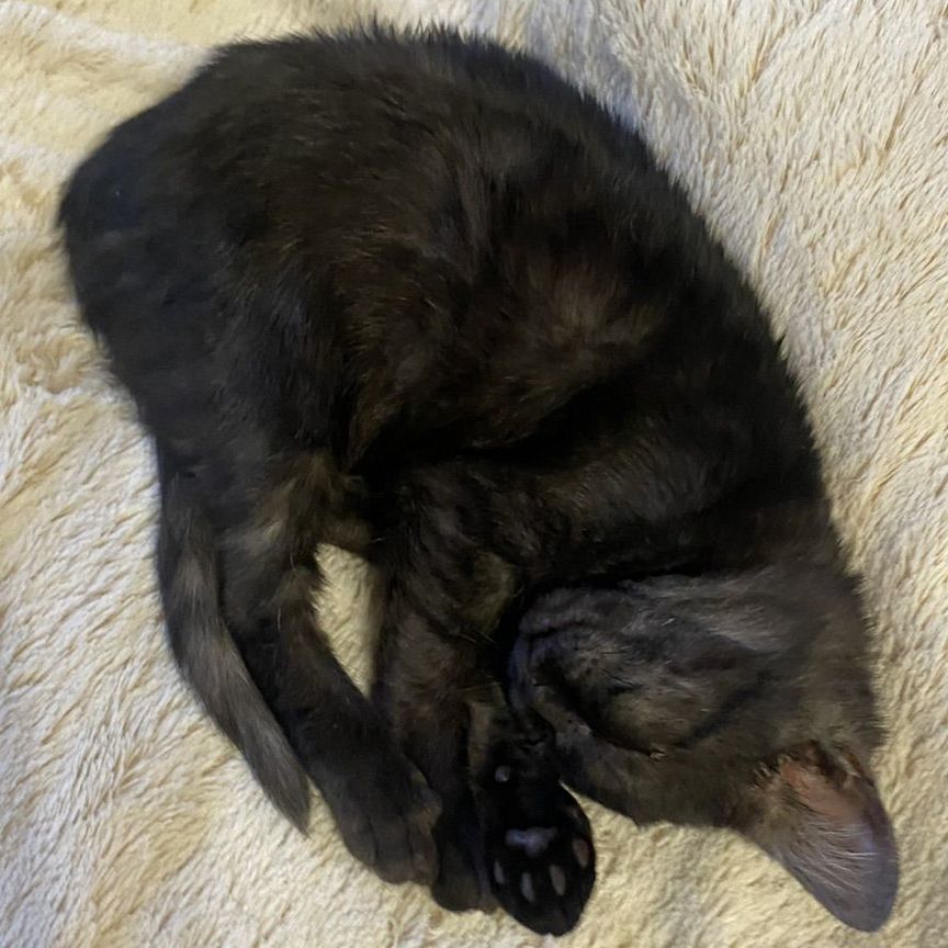 Котята
