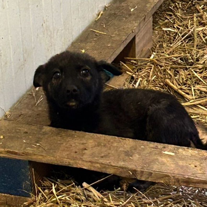 Щенок в добрые руки