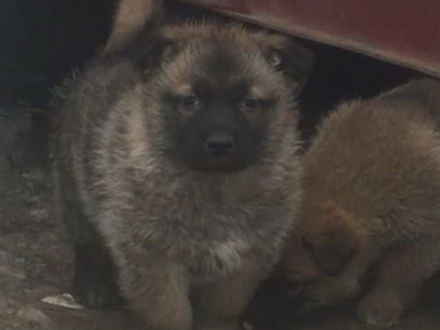 Щенки мальчики и девочки, 1,5 мес