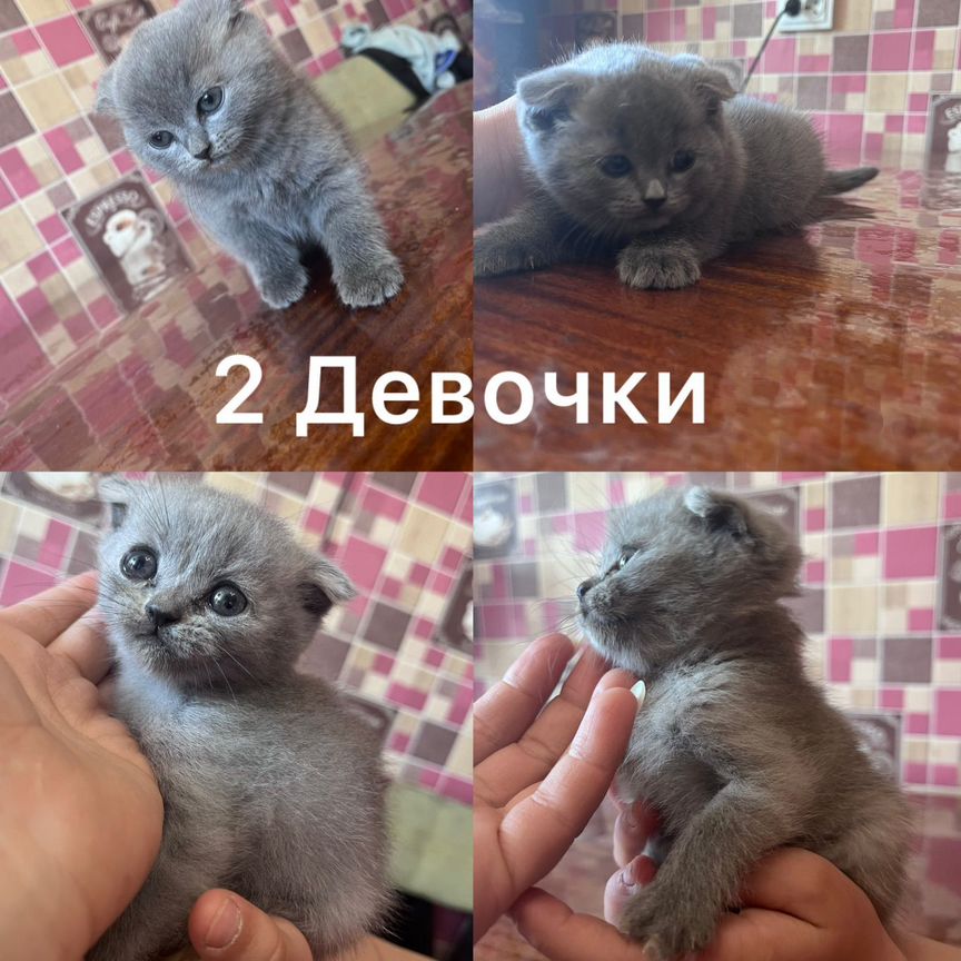 Шотландский вислоухий короткошёрстный котёнок