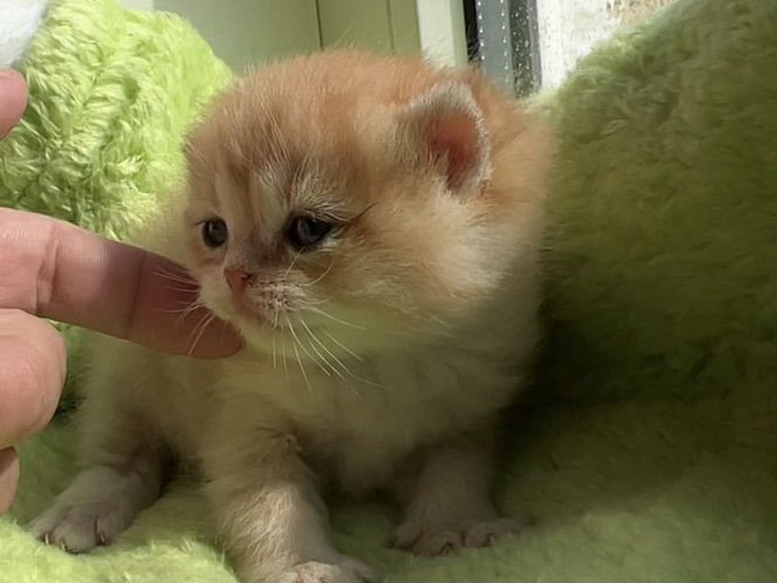 Британская золотая шиншилла