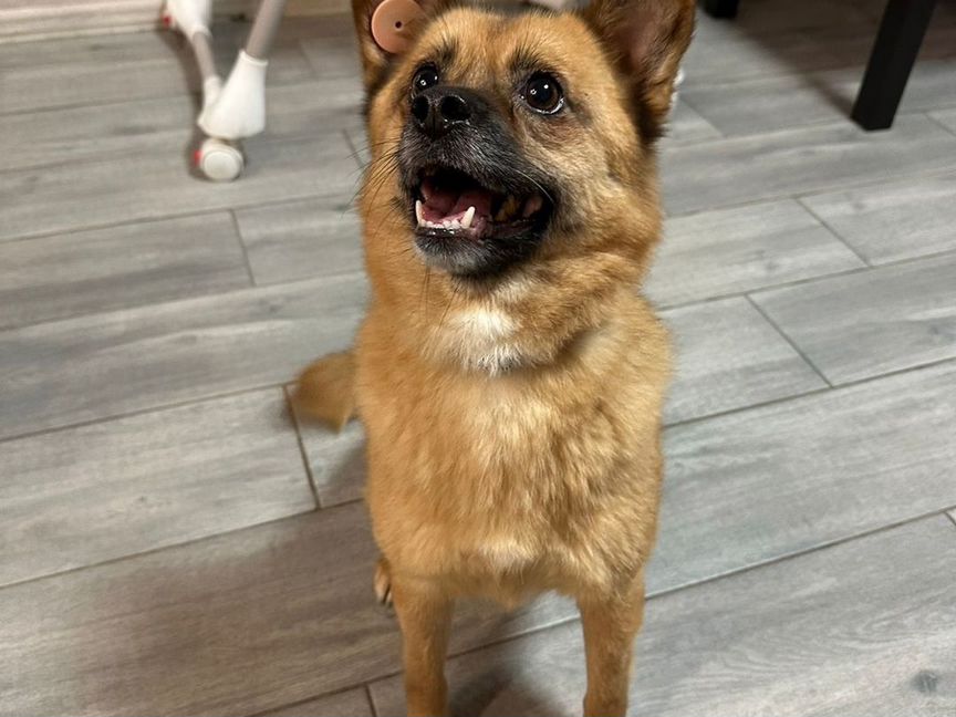 Зоя мелкаш 5 лет стерилизована