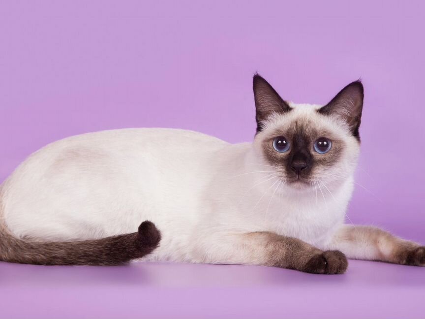 Тайская кошка