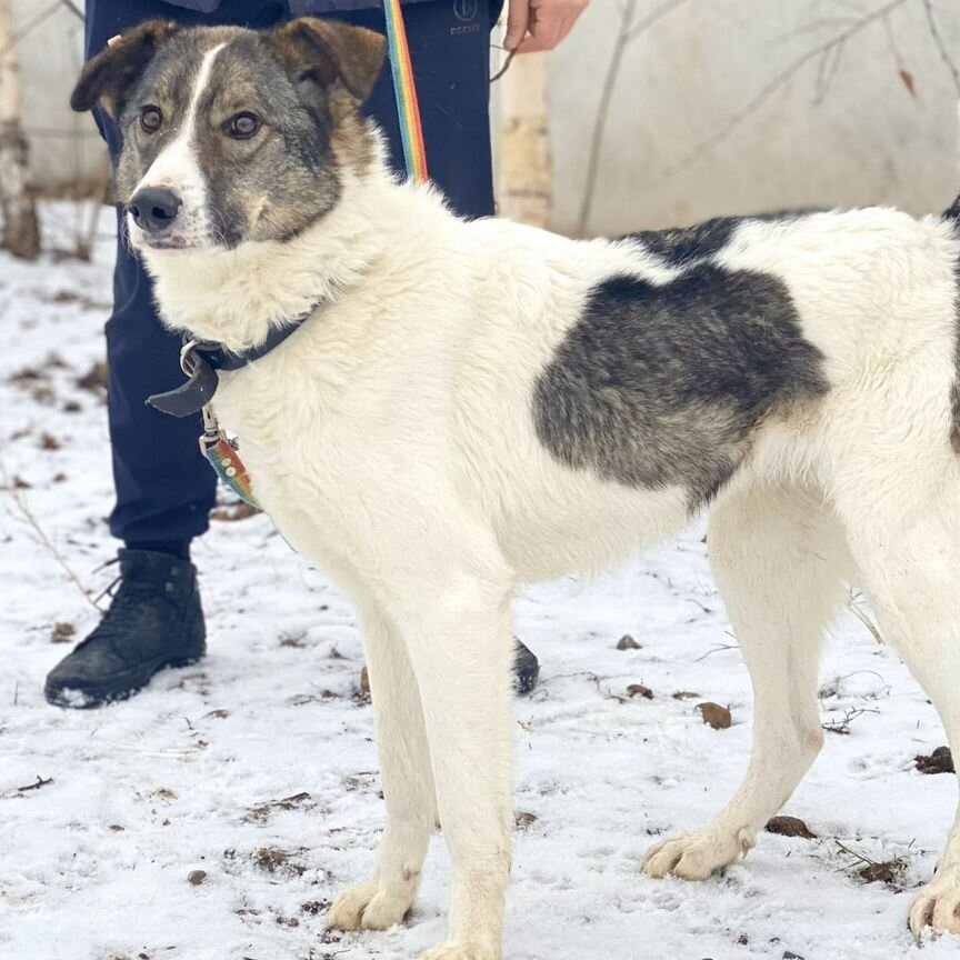 Взрослая собака в добрые руки