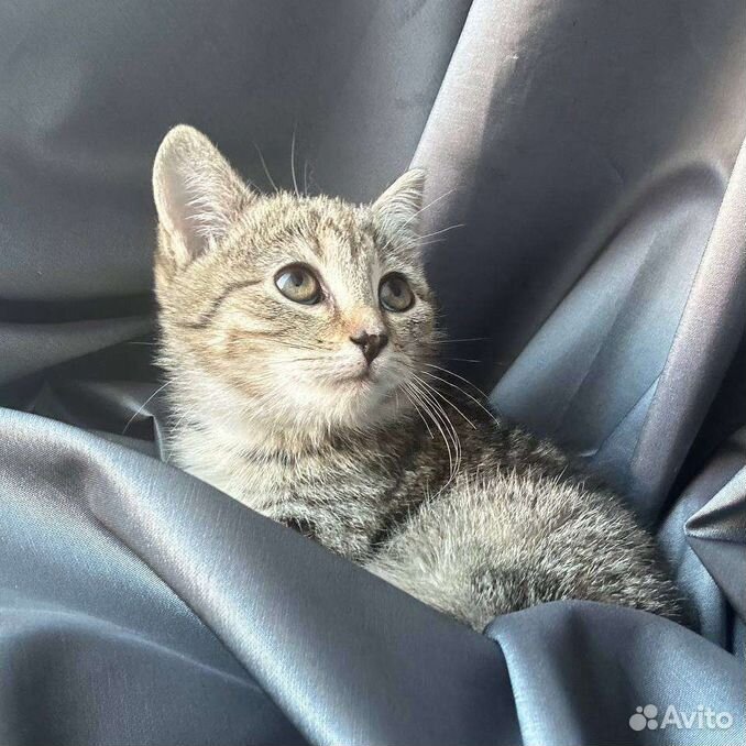 Нежная малышка Энжи ждёт семью (котёнок)