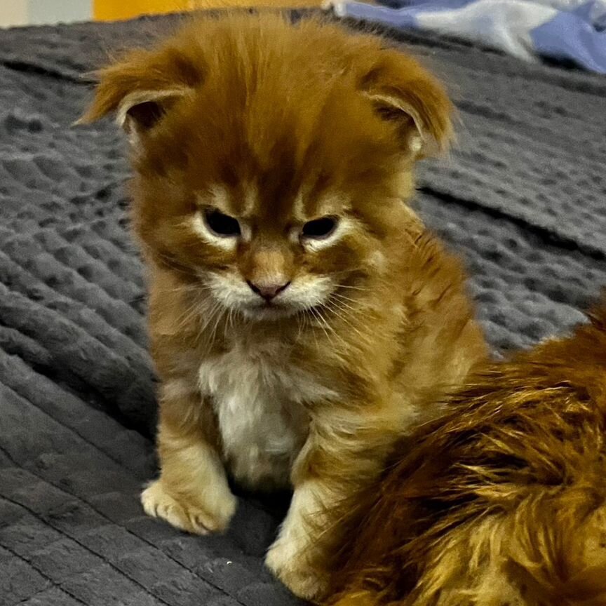 Котята мейн-кун