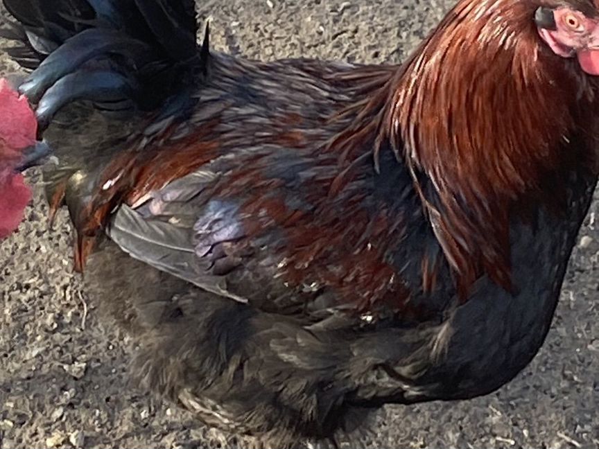 Молодые петушки черно-медный маран, лакеданзи