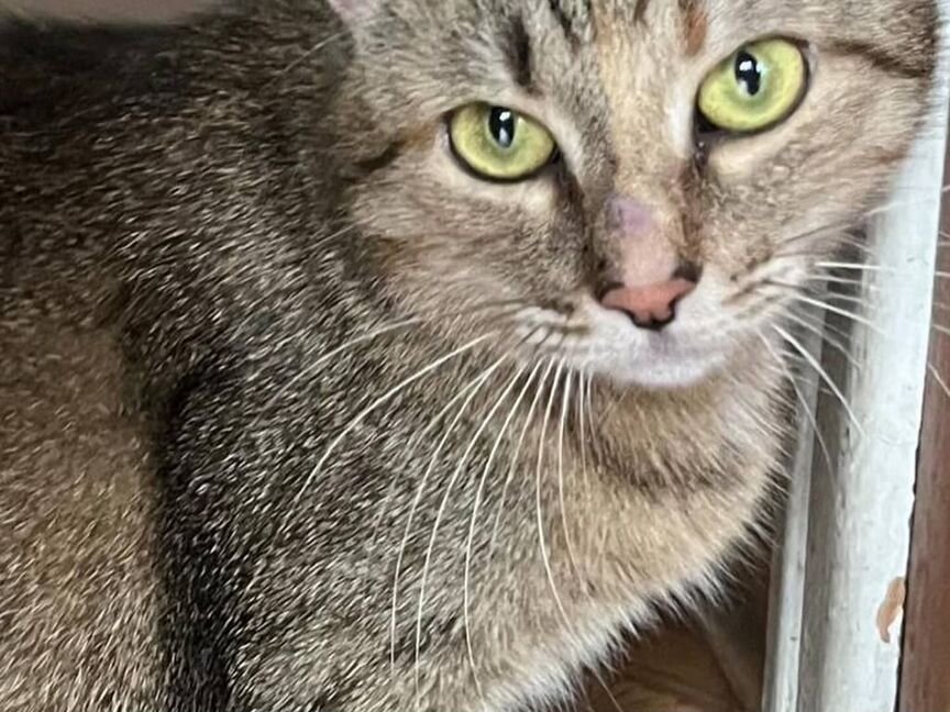 У кошки умерла хозяйка. Ищет дом